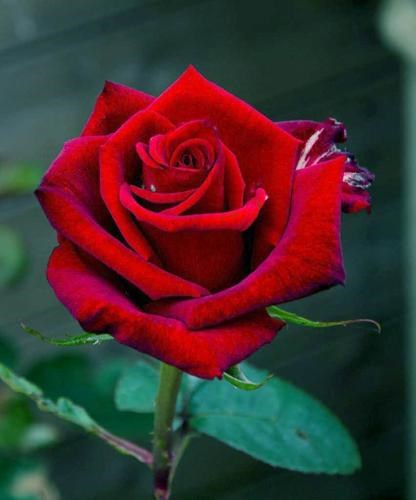 Doris Baker Obituary (2024) - Hackettstown, NJ - Cochran Funeral Home ...