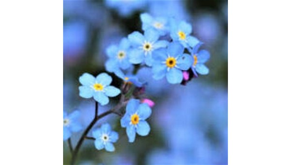 Nancy Zook Obituary and Online Memorial (2026)