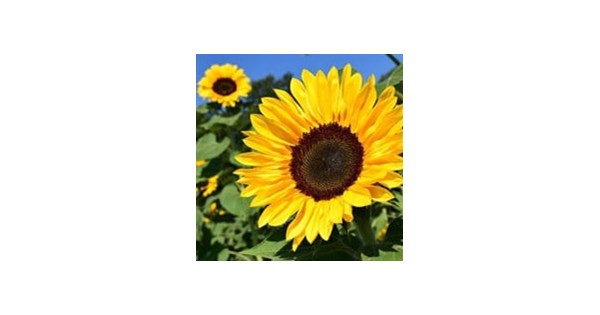 Carol Hicks Obituary (2023) - Naples, FL - Beachwood Society - Naples