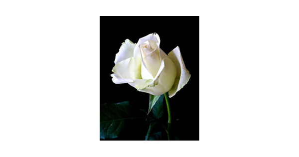 Lisa McKinney Obituary (1966 - 2026) - Asheville, NC - 828 News Now