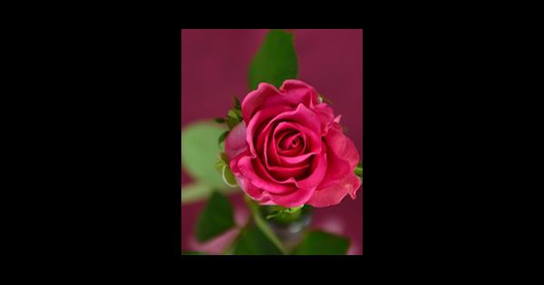 Debra Kay Taylor Obituary (2023) - Nashville, TN - Nashville Cremation ...