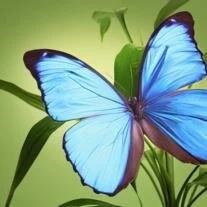 Amber Dawn Flowers Obituary (2026) - Lincoln, TX - Phillips & Luckey ...