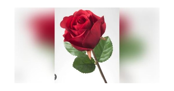 Doris C Hom Obituary (2023) - Pompton Plains, NJ - M. John Scanlan ...
