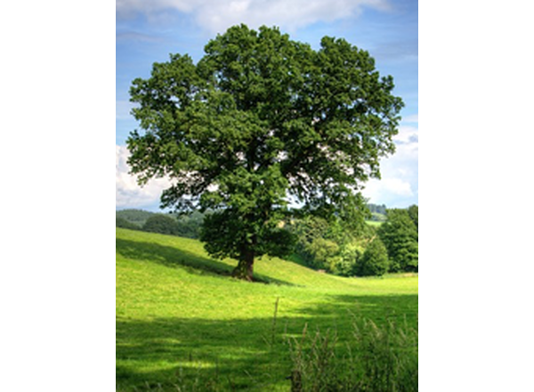 John Vogel Sr. Obituary (2026) - Parkville, MD - The Baltimore Banner