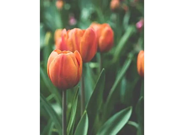 Diane Bergeron Obituary (1955 - 2025) - Manchester, CT - WFSB