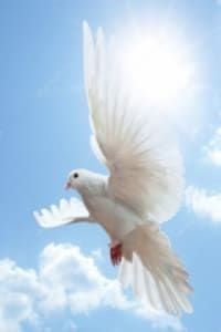Chester Hayes Obituary (2026) - East Point, GA - Gus Thornhill's ...