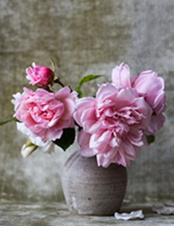 Pam Pippin Obituary (2026) - Soddy-Daisy, TN - Williamson & Sons ...