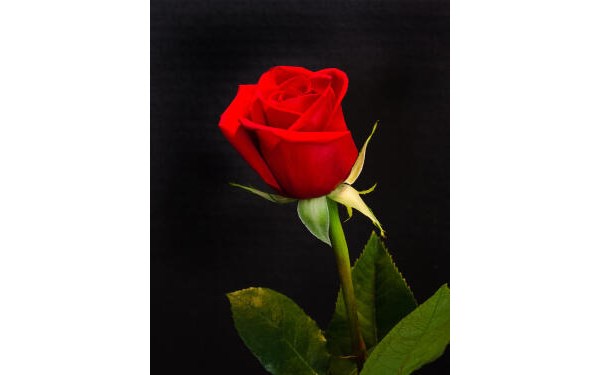 Iris Lynne Long Obituary (2025) - Sumter, SC - Bullock Funeral Home ...