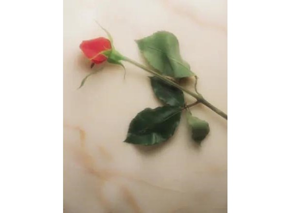 Natalie Greaves Obituary (2025) - Brooklyn, NY - Frank J. Barone ...