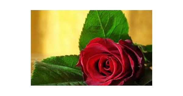 Jamie Rae Mathews Obituary (2023) - Jackson, OH - Lewis & Gillum ...