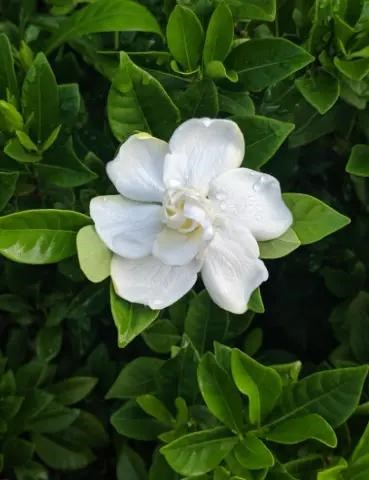 Wesley Evan Barfield Obituary (2025) - Houston, TX - Bradshaw-Carter ...
