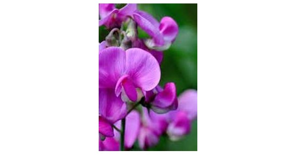Judith Irene Treadwell Obituary (2024) - Redding, CA - Allen & Dahl ...
