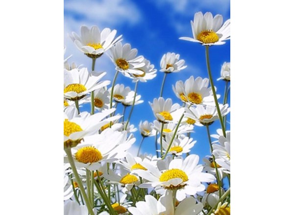 Kathleen Laughlin Obituary (2026) - Broomfield, CO - Rundus Funeral ...