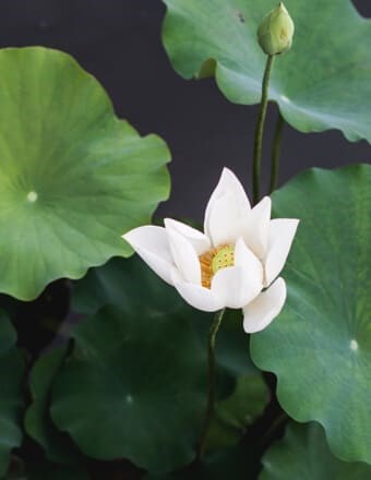 Donna Lea Crossgrove Obituary (2025) - Licking, MO - Fox Funeral Home ...