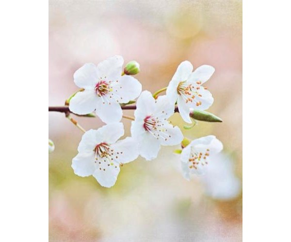 Anna Marie Bagnato Obituary (2024) - Deer Park, NY - Mangano Family ...