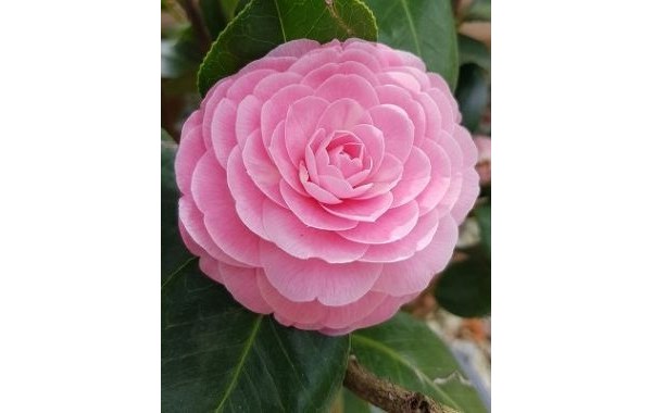 Donna Marie Hendrickson Obituary (2024) - Chesterfield, SC - Miller ...
