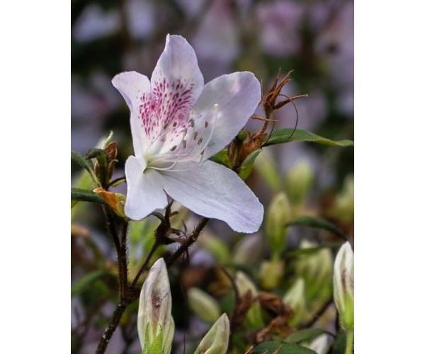 Midge Faye Morton Obituary (2026) - Inman, SC - Seawright Funeral Home ...