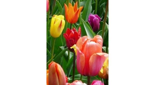 Barbara Anne Knighton Obituary (2025) - Salem, OR - Restlawn Funeral ...