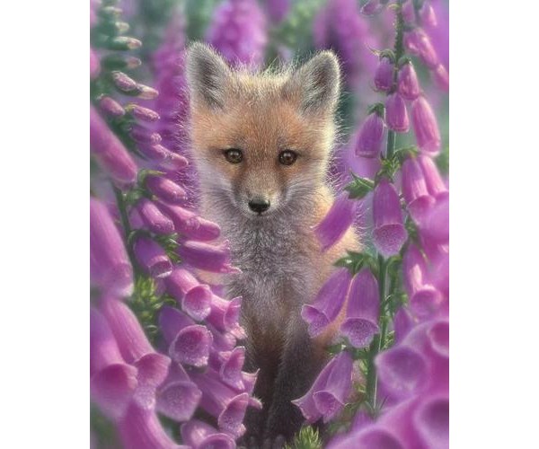 Madi Fox Obituary and Online Memorial (2026)