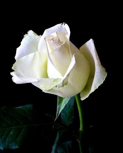 Ina Lynchard Obituary and Online Memorial (2026)