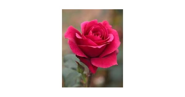 Patricia A. Ostrander Obituary (1947 - 2024) - Fleetwood, PA - WFMZ-TV ...