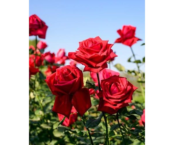 Janice Whipple Obituary and Online Memorial (2026)