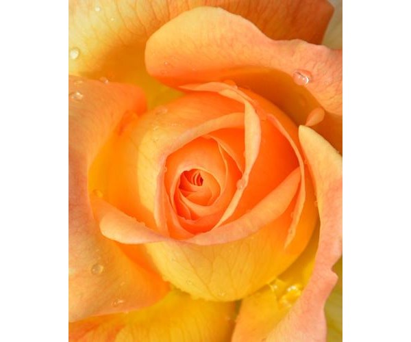 Susan Lee Roper Obituary (2026) - Chubbuck, ID - Wilks Funeral Homes ...