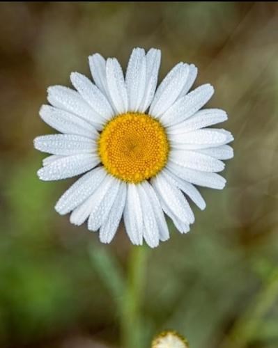 Deborah McLemore Pappas Obituary (2024) - Brownsville, TN - Lea ...
