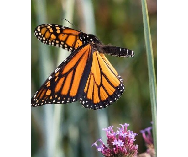 Vivian Nelson-Locust Obituary and Online Memorial (2026)