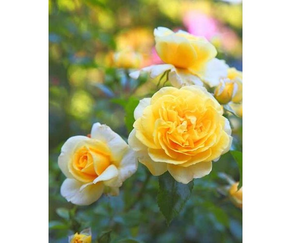 Judith Kay Early Obituary (2026) - Salem, IN - Weathers Funeral Home