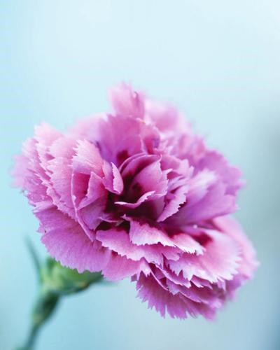 Deborah Virginia Barone Obituary (2025) - Tega Cay, SC - Palmetto ...