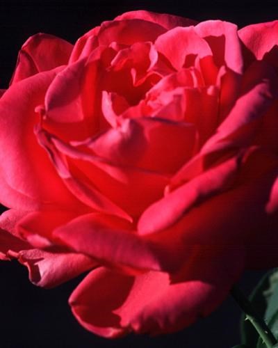 Barbara Hayward Toepper Obituary (2023) - Brevard, NC