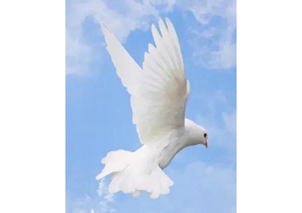 Richard Thomas Teal Obituary (2023) - Chesterfield, SC - Miller-Rivers ...