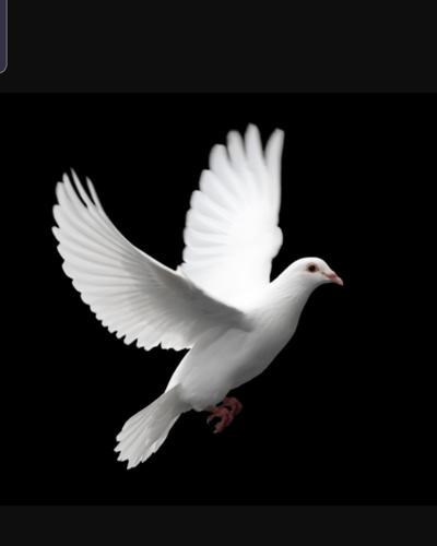 Peter Zachary Obituary (2025) - Longview, TX - Bigham Mortuary