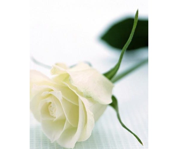 Roseanne Rodriguez Hanson Obituary (2025) - Fargo, ND - Hanson-Runsvold ...