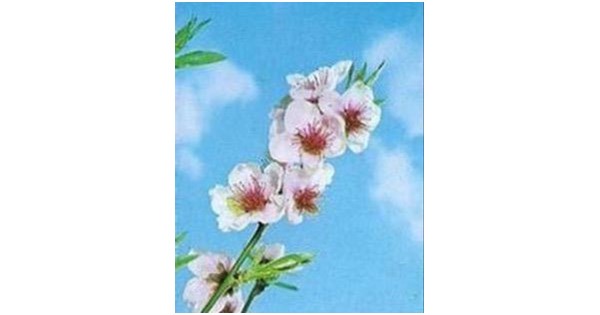 Brenda Joyce Washington Obituary (2023) - Cleveland, OH - Bican Bros ...
