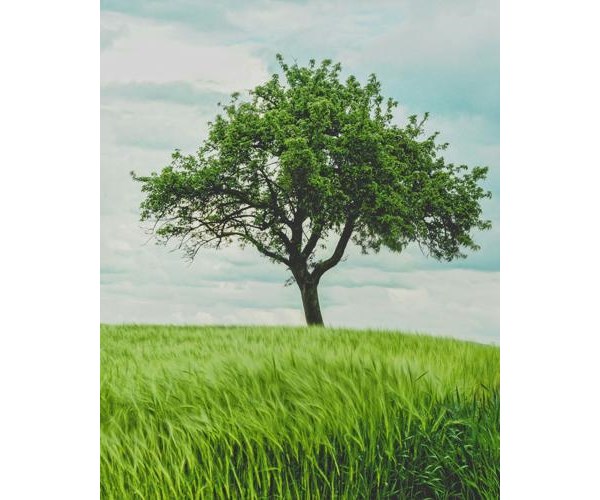 Tamir Rankow Obituary (2026) - North Palm Beach, FL - Avatar Cremation ...