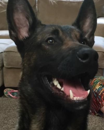K-9 Officer Eli Novacek Obituary (2024) - Boston, PA - Gilbert Funeral ...