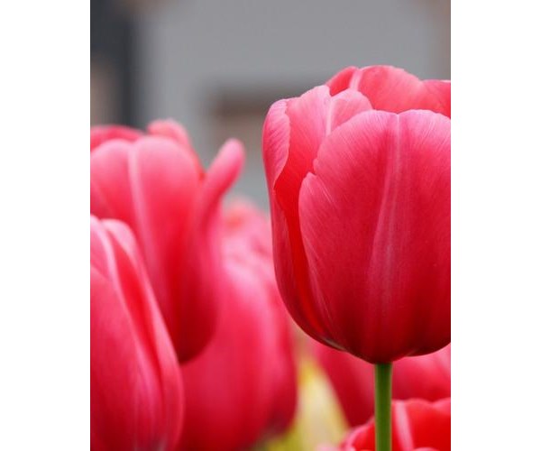 Ann Wallace Obituary (2024) - Deer Park, NY - Mangano Family Funeral ...