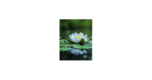 Bonnie Jean Holcomb Obituary (2026) - Springfield, MO - Gorman-Scharpf ...