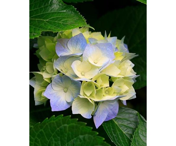 Baby Boy JHASON LARREYNAGA CUMBERA Obituary (2026) - Fort Worth, TX ...