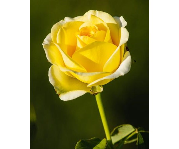 Patricia Ramirez Obituary (2026) - Edinburg, TX - Ceballos-Diaz Funeral ...