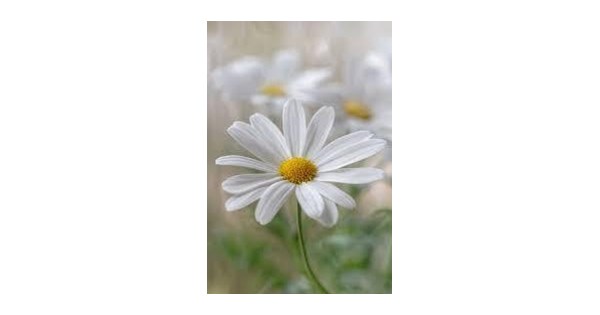 Laura Murdock Obituary (2022) - Kawartha Lakes, Ontario - Kawartha ...