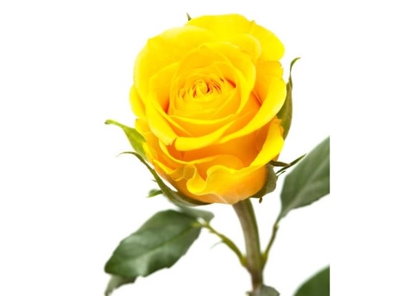 Carole Haworth Obituary (2024) - Northampton, Northamptonshire ...