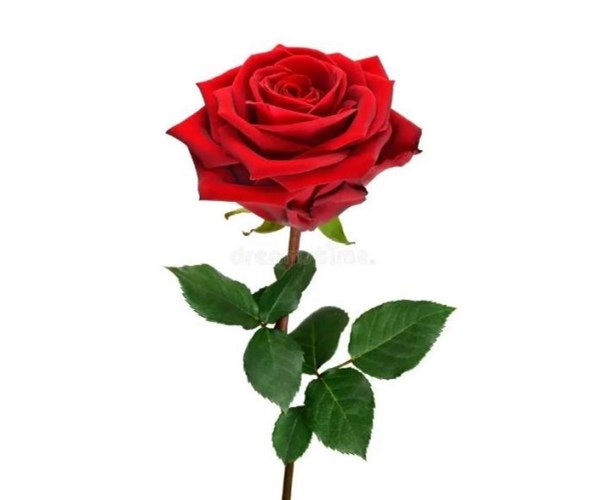 Eliza Flanaghan Obituary (2024) - Rotherham Advertiser