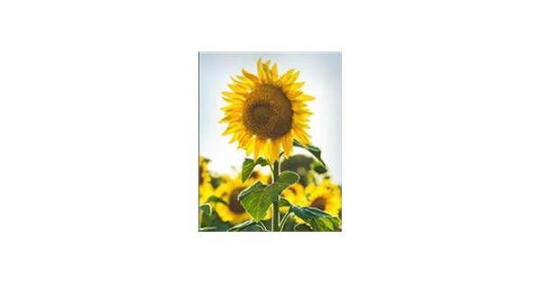 Jane Lock Obituary (1946 - 2024) - Lostant, IL - Starved Rock Media