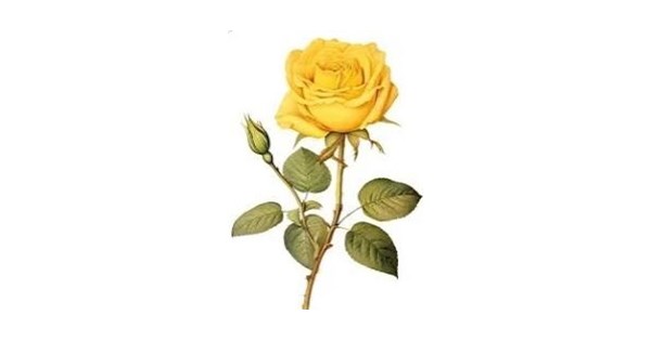 Gillian Perry Obituary (2025) - Chichester, Sussex - SussexWorld