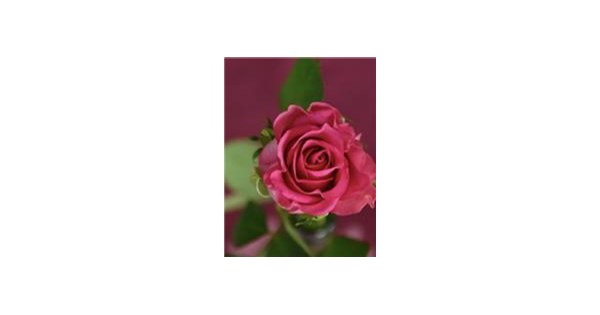 Anne Whitby Obituary (1940 - 2024) - Augusta, GA - The Augusta Press