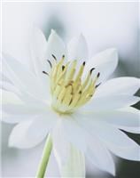 Elizabeth Goss Obituary (1941 - 2026) - Augusta, GA - The Augusta Press