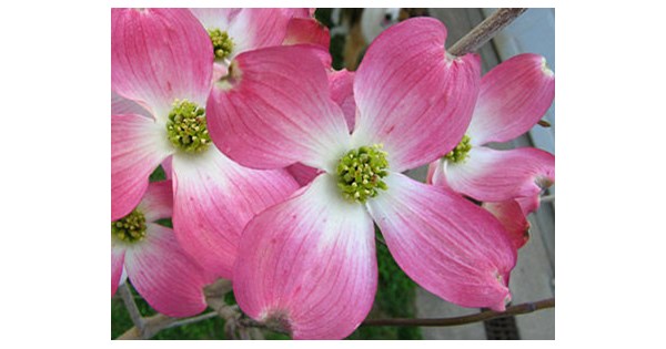 Inzia Provenza Obituary (2013) - Knoxville, TN